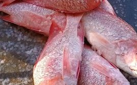 红鱼价格多少钱一斤_红鱼价格为什么波动大