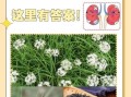 韭菜的功效与作用_韭菜补肾是真的吗
