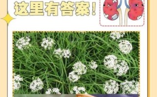 韭菜的功效与作用_韭菜补肾是真的吗