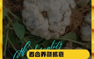 新鲜百合的功效与作用_新鲜百合怎么吃最好 新鲜百合的功效与作用_新鲜百合怎么吃最好