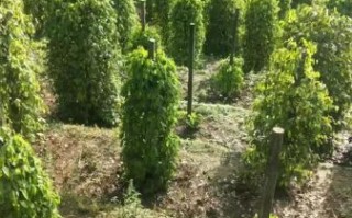 白胡椒价格最新行情_多少钱一斤