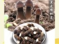 黑皮鸡枞菌的功效与作用_黑皮鸡枞菌怎么吃最好