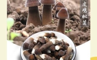 黑皮鸡枞菌的功效与作用_黑皮鸡枞菌怎么吃最好