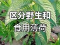 野薄荷长什么样_野薄荷和薄荷区别