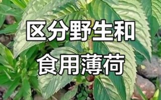 野薄荷长什么样_野薄荷和薄荷区别