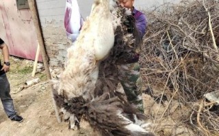 鸵鸟肉案真相_鸵鸟肉安全吗