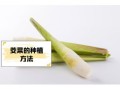 茭儿菜怎么炒好吃_茭儿菜需要焯水吗