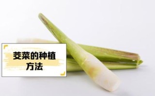 茭儿菜怎么炒好吃_茭儿菜需要焯水吗