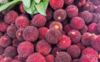 杨梅图片大全大图_如何挑选高清杨梅图