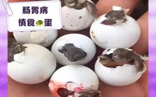 女人吃甲鱼蛋的禁忌_经期能吃甲鱼蛋吗