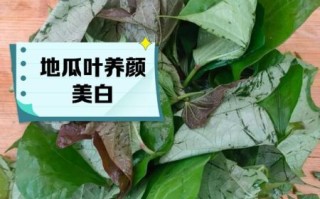 地瓜叶子有什么功效_地瓜叶子的作用与禁忌