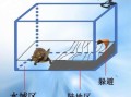 家里养龟十大禁忌_新手最容易犯的错