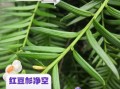 红豆杉的功效与作用_红豆杉的禁忌症有哪些