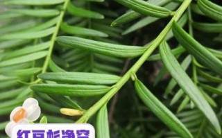 红豆杉的功效与作用_红豆杉的禁忌症有哪些