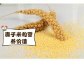 糜子米是什么米_糜子米和小米的区别