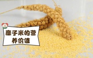 糜子米是什么米_糜子米和小米的区别