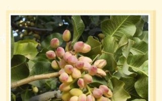 开心果果树长什么样_开心果果树图片怎么识别