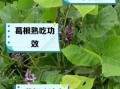 野生葛根叶子长什么样_如何辨别真假葛根叶