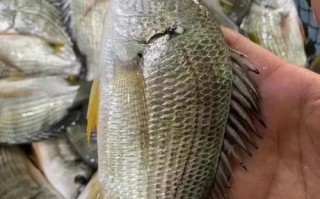 立鱼是海鱼还是淡水鱼_立鱼生活习性全解析