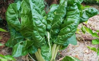 莙达菜哪些人不能吃_莙达菜禁忌人群