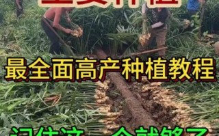 生姜怎么种_生姜种植技术大全