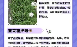 韭菜花的功效与禁忌_什么人不能吃韭菜花