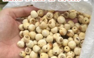 莲子吃多了会怎么样_莲子一天吃多少粒合适