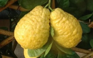 香橼图片怎么区分真假_香橼和柠檬的区别