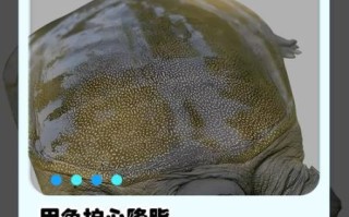 甲鱼的功效与作用及禁忌_什么人不能吃甲鱼