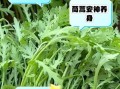 茼蒿不焯水吃了有害吗_茼蒿生吃安全吗