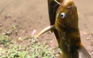 黄骨鱼怎么钓最好_黄骨鱼钓法技巧 黄骨鱼怎么钓最好_黄骨鱼钓法技巧