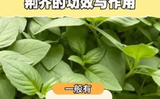 荆芥是什么_荆芥的功效与作用