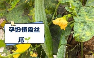 丝瓜不焯水有毒吗_丝瓜不焯水能不能吃