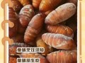 蚕蛹不能和什么一起吃_吃蚕蛹的禁忌食物有哪些