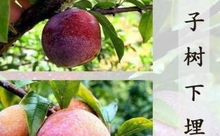 李子树下埋死人_是真的吗