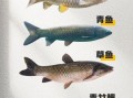 淡水鱼种类大全_看图识鱼技巧