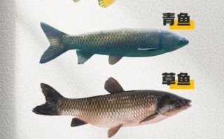 淡水鱼种类大全_看图识鱼技巧