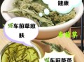 车前草泡茶喝治什么病_车前草茶的功效与禁忌