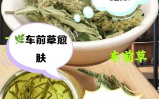 车前草泡茶喝治什么病_车前草茶的功效与禁忌