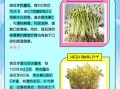 绿豆芽和黄豆芽的区别_哪个更有营养