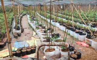 覆盆子什么时候种_覆盆子种植时间