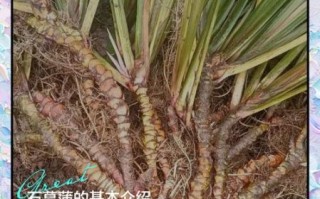 石菖蒲的功效与作用_石菖蒲能治什么病