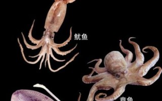 章鱼和乌贼的区别_哪个更聪明