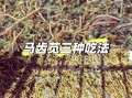 马苋菜图片功效与作用_马苋菜怎么吃最营养