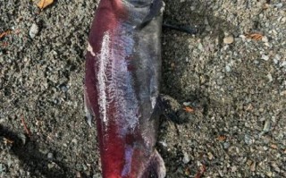 大马哈鱼长什么样子_大马哈鱼外形特征