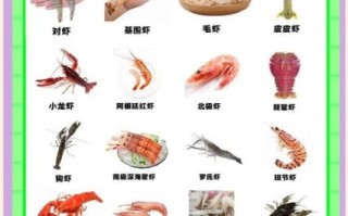 中国最大的淡水虾是什么_养殖技巧有哪些