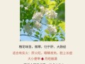 吃槐花有什么好处_槐花怎么吃最健康
