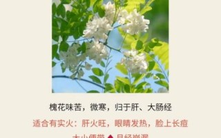 吃槐花有什么好处_槐花怎么吃最健康