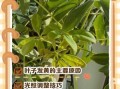 鸭掌木怎么养_鸭掌木叶子发黄怎么办