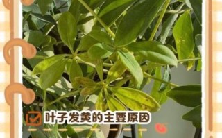 鸭掌木怎么养_鸭掌木叶子发黄怎么办
